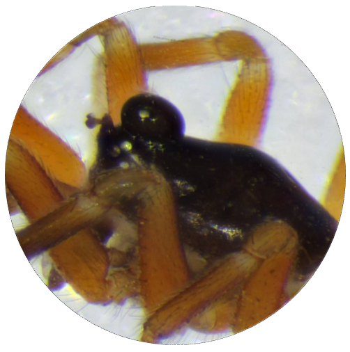 On microscopy and the joy of SX | Biodiversity Projects